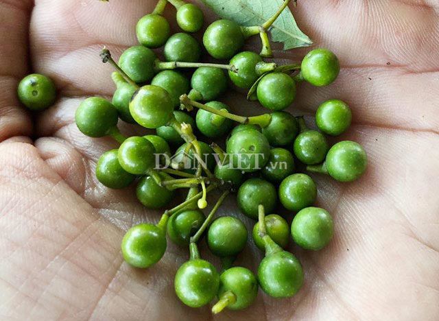 Loại quả xưa rụng không ai nhặt, nay là đặc sản hiếm 300.000 đồng/kg ...