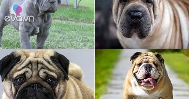 Những giống chó mặt nhăn đáng yêu và phổ biến nhất