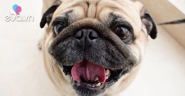 Chó Pug: Nguồn gốc, đặc điểm, giá bán và cách chăm sóc