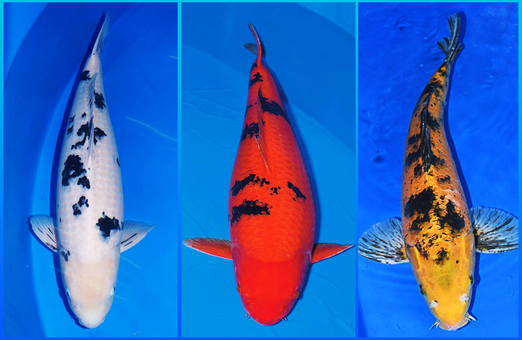 Cá Koi có bao nhiêu loại, cách nuôi và giá bán