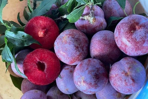 4 loại quả đặc sản của Việt Nam giá cao gấp chục lần quả thông thường ...