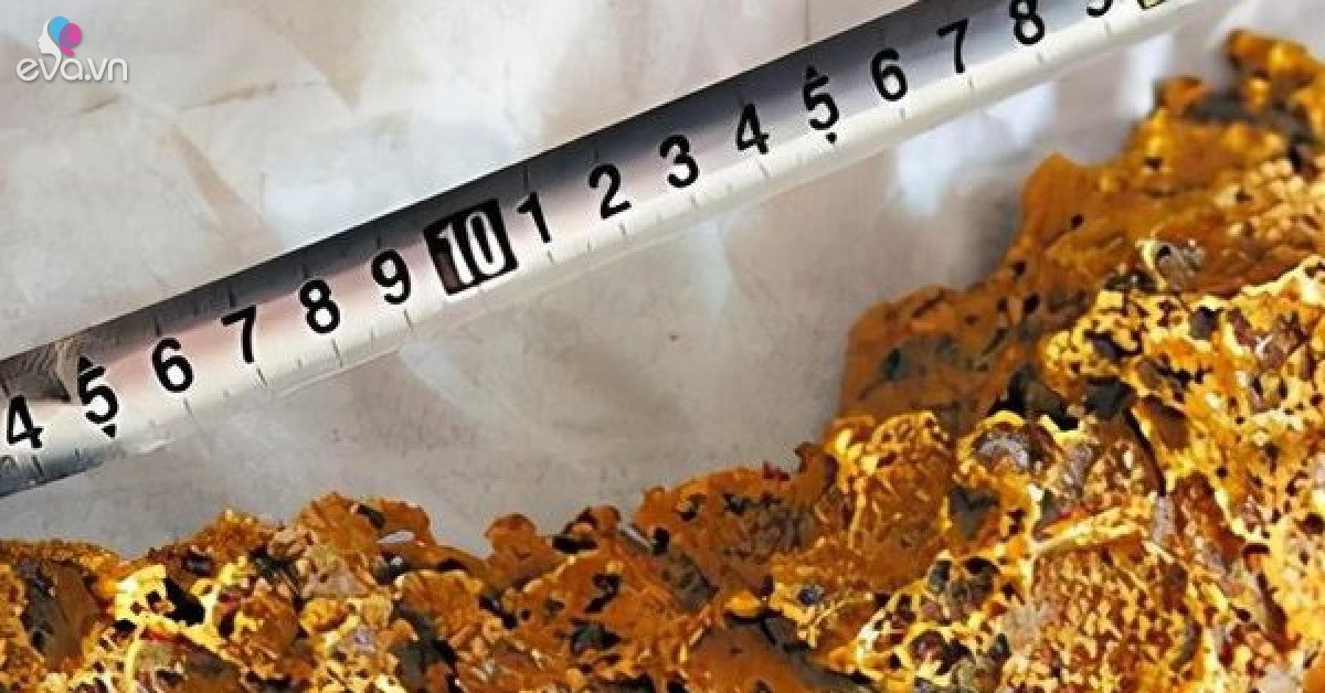 Đi chăn bò, người đàn ông vô tình nhặt được cục vàng nặng gần 8 kg