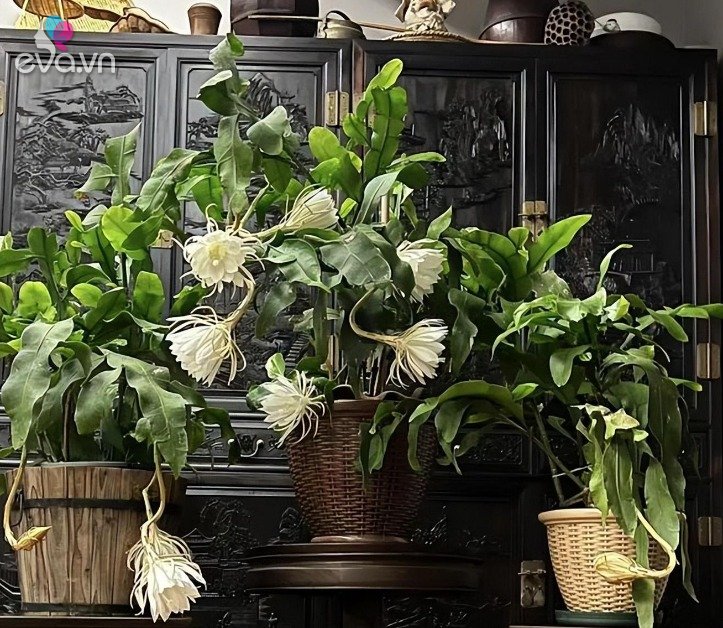 4 loại hoa "hao tiền”, đẹp mỹ miều nhưng phong thuỷ để trong nhà tài ...