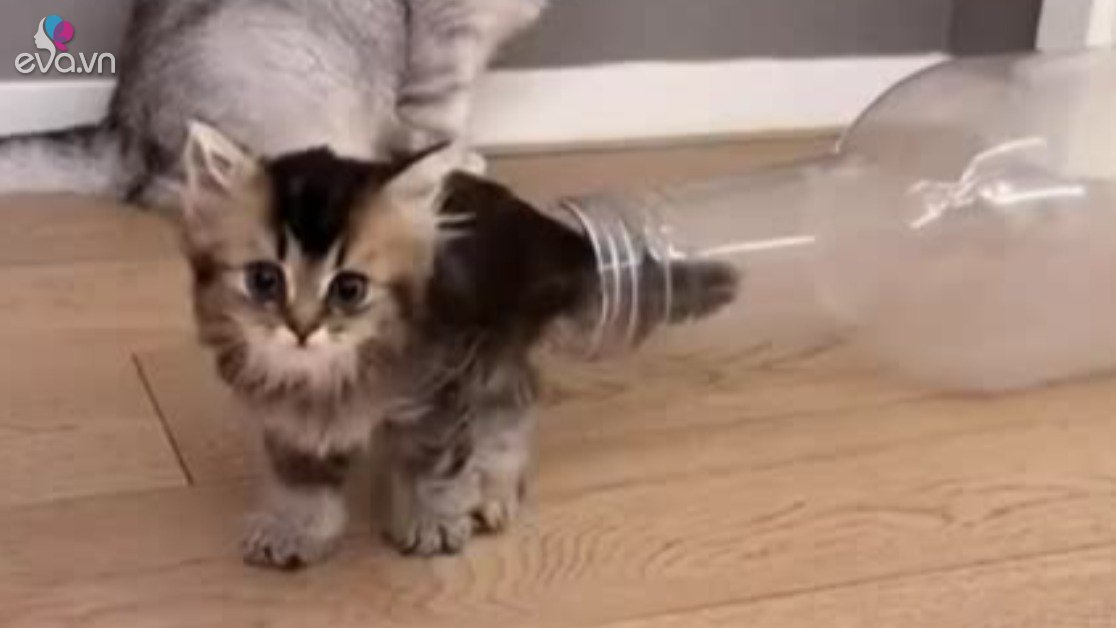 Clip: Mèo con khéo léo chui vào chai khiến người xem kinh ngạc