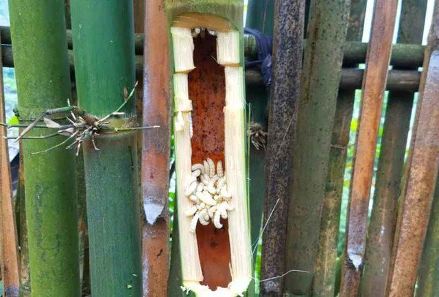 Lộc trời bò trong thân cây, xưa không ai ăn, nay thành đặc sản dân ...