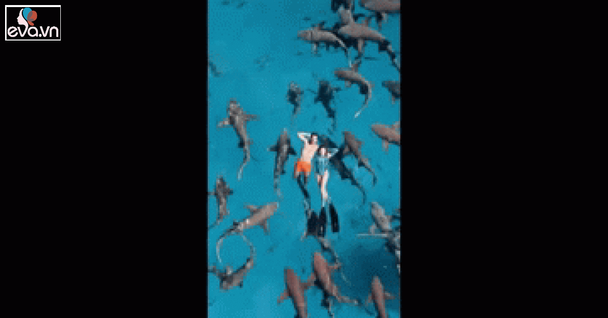 Clip: Cặp đôi liều lĩnh bơi cùng hàng chục con cá mập