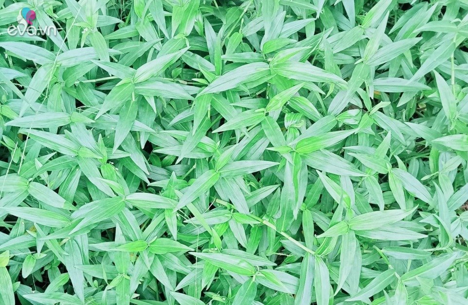 Loài rau dại xưa cho lợn ăn, nay thành đặc sản 120.000 đồng/kg, ném một ...