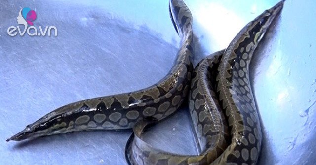 Loài cá được ví "nhân sâm dưới nước”, giá nửa triệu đồng/kg được giới ...