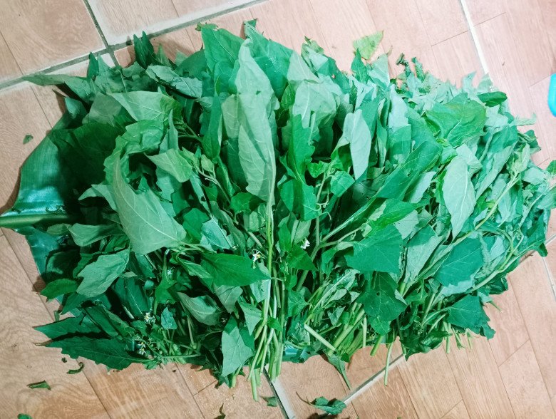 Loại rau dại được ví như thần dược, trước cho lợn ăn nay thành đặc sản ...