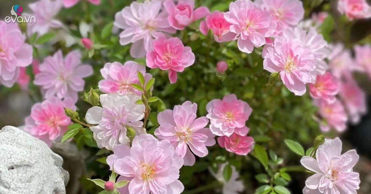 Loài hoa này nhỏ xinh nhưng siêu khỏe lại ra hoa quanh năm, thích hợp ...