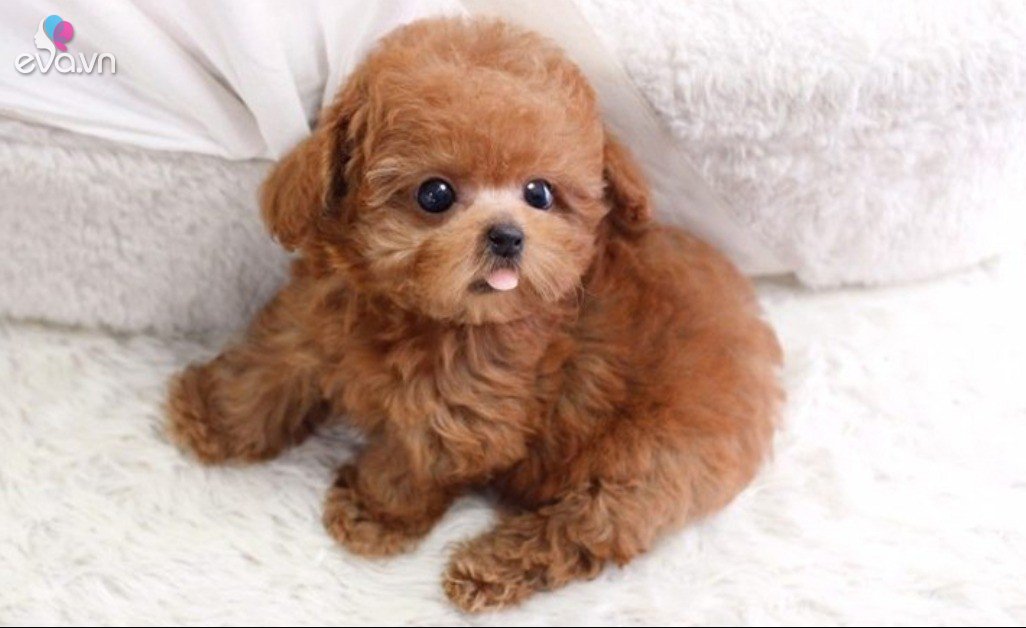 6 giống chó cảnh mini siêu dễ thương: Có con chỉ nặng 1,5kg, nằm gọn ...