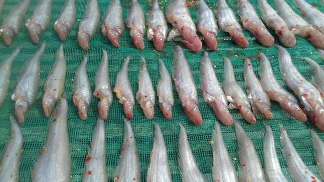 Đặc sản nổi tiếng miền Tây có tên rất lạ, xưa không ai ăn nay dân thành ...