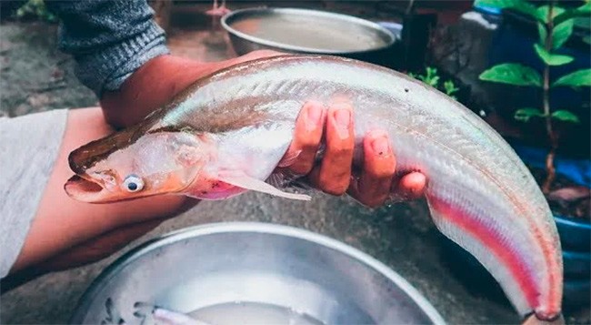 Đặc sản nổi tiếng miền Tây có tên rất lạ, xưa không ai ăn nay dân thành ...