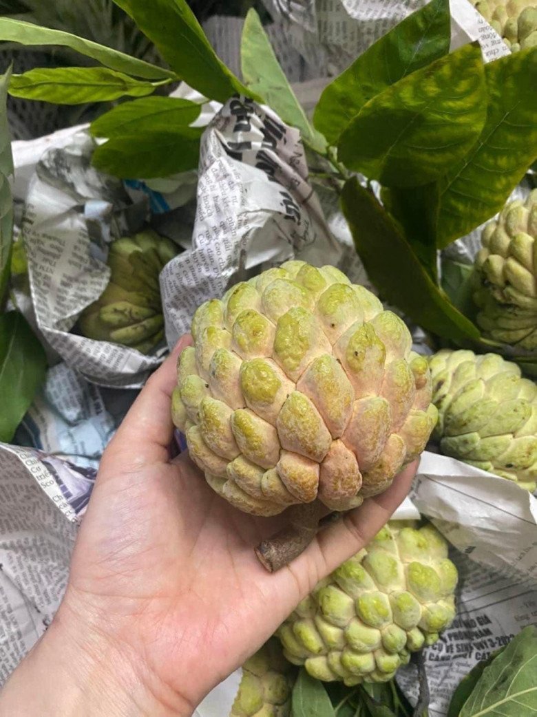 Loại quả xưa rụng đầy gốc không ai ngó ngàng, nay thành đặc sản được ưa ...