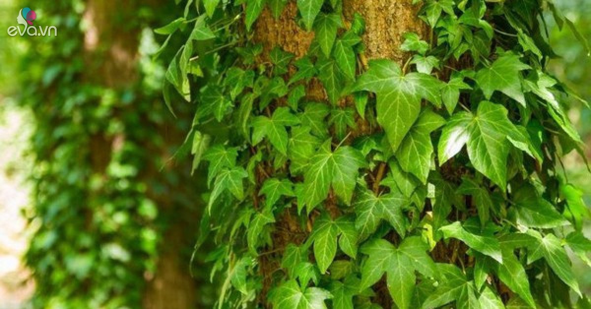 Ý nghĩa đuổi tà và xua âm khí của cây thường xuân, cách trồng và cách chăm cây luôn xanh tốt, nở hoa