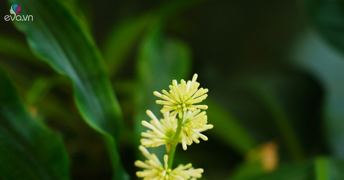 Cách trồng và ý nghĩa phong thủy của cây thiết mộc lan