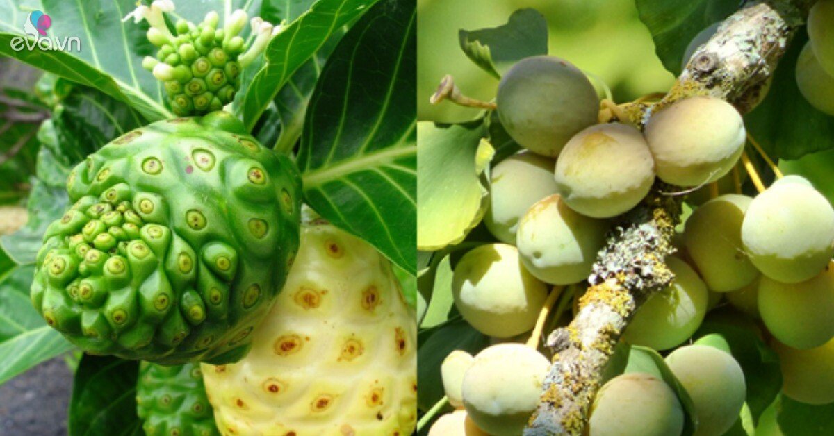 Hai loại quả mùi hôi khó ngửi nhưng được xem như báu vật sức khỏe ...