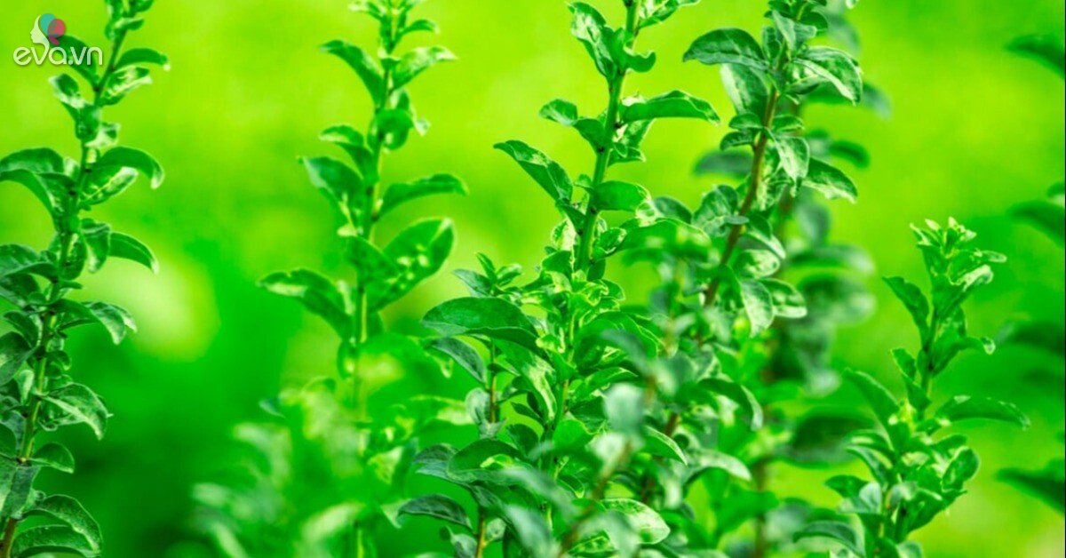 Loại lá mệnh danh là vua bổ gan, quả ví như "kim cương đỏ”, trồng làm bonsai rất đẹp, nhà giàu ...