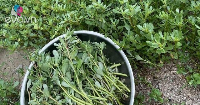 Cây mọc như cỏ dại được mệnh danh rau trường thọ, xưa nhiều người nhổ ...