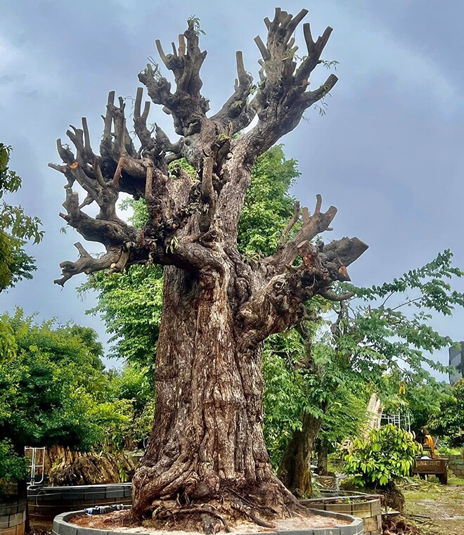 Biến cây ăn quả quen thuộc thành bonsai khủng trong vườn nhà, có chậu ...