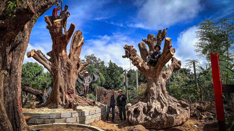 Biến cây ăn quả quen thuộc thành bonsai khủng trong vườn nhà, có chậu ...