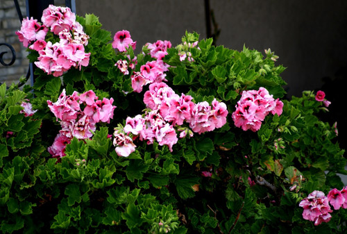 7 loài hoa tuyệt đẹp tô điểm ban công