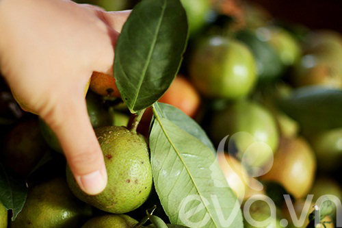 Chanh Dao : Tháng 10, mùa chanh đào đang rộ