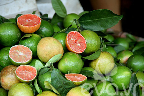 Chanh Dao : Tháng 10, mùa chanh đào đang rộ