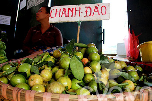 Chanh Dao : Tháng 10, mùa chanh đào đang rộ