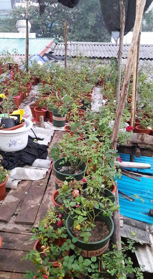Vườn hồng tiền triệu trên mái nhà cấp 4