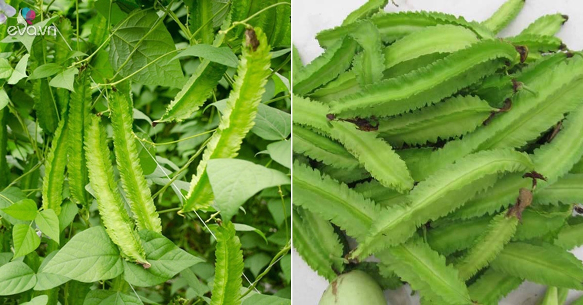 Cách trồng đậu rồng đơn giản trong thùng xốp cho quả sai trĩu