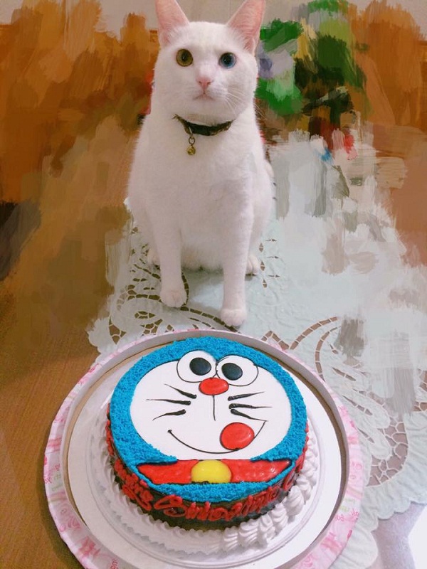 Chú chó 2 tuổi được tổ chức sinh nhật hoành tráng, dân mạng phát hờn ...