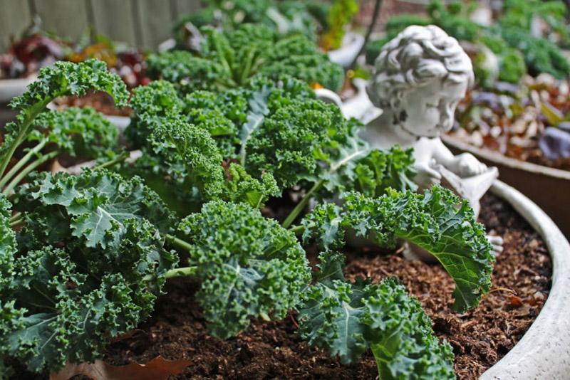 Cách trồng rau cải xoăn Kale đơn giản trong tiết trời lạnh