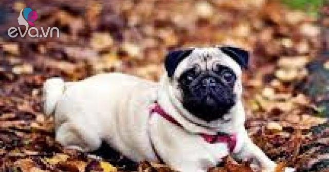 Chó Pug - Đặc điểm chó mặt xệ và cách nuôi dạy