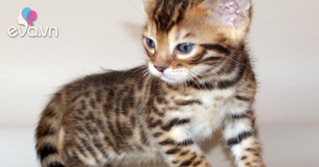 Mèo Bengal giá bao nhiêu? Đặc điểm, tính cách và cách chăm sóc