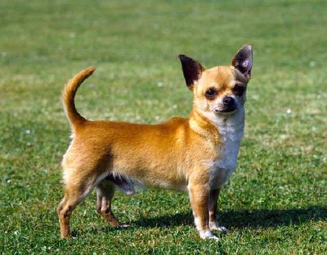 Chó Chihuahua - Giống chó nhỏ nhưng rất tinh nhanh, đáng yêu