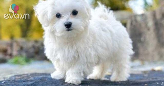 13 giống chó lông xù tuyệt đẹp, đáng yêu và thân thiện