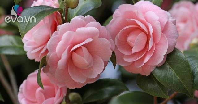 Hoa Trà My có ý nghĩa gì, cách trồng và chăm sóc ra hoa đẹp