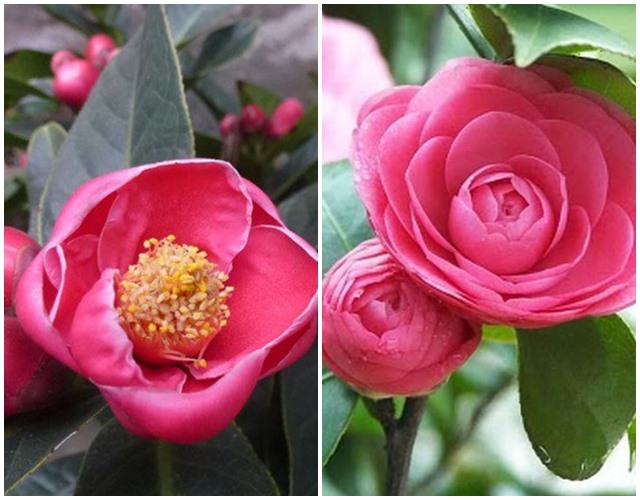 Hoa Trà My có ý nghĩa gì, cách trồng và chăm sóc ra hoa đẹp - OECC