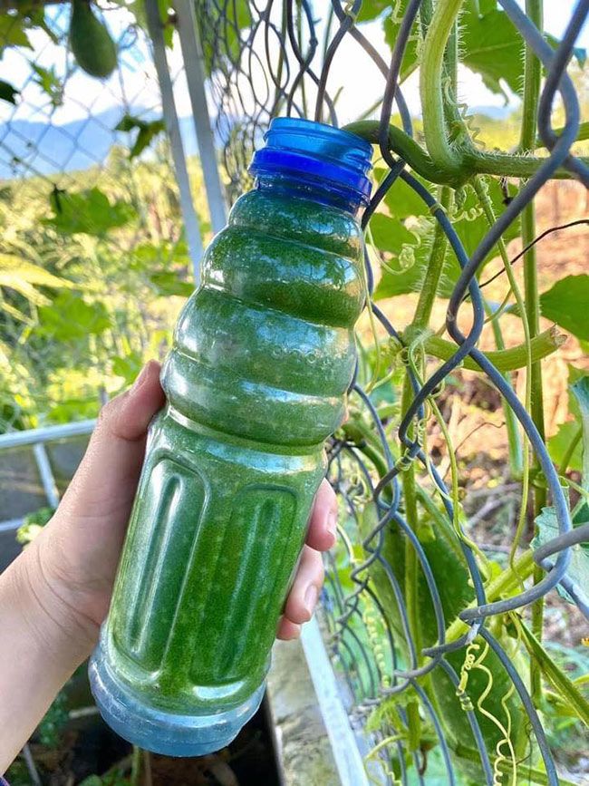 Quả bí kỳ lạ sở hữu ngoại hình có một không hai gât sốt