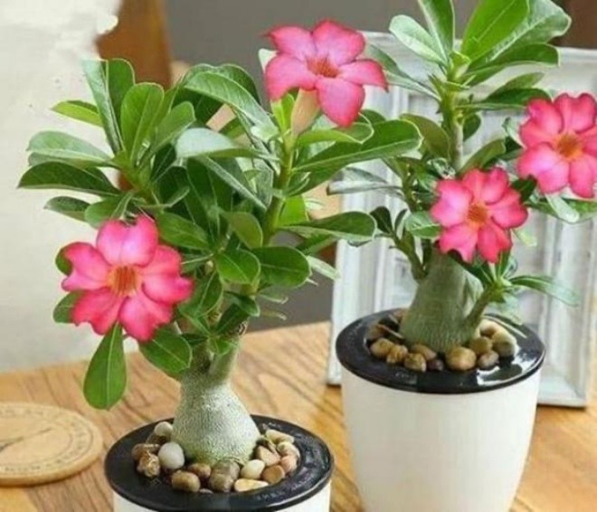 Đất trong chậu vón thành cục to, cho thêm 2 thứ này tơi ngay không cần ...