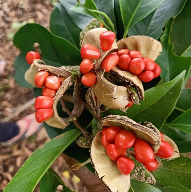 Loại quả xưa rụng đầy không ai nhặt, nay là đặc sản chị em lùng tìm ...