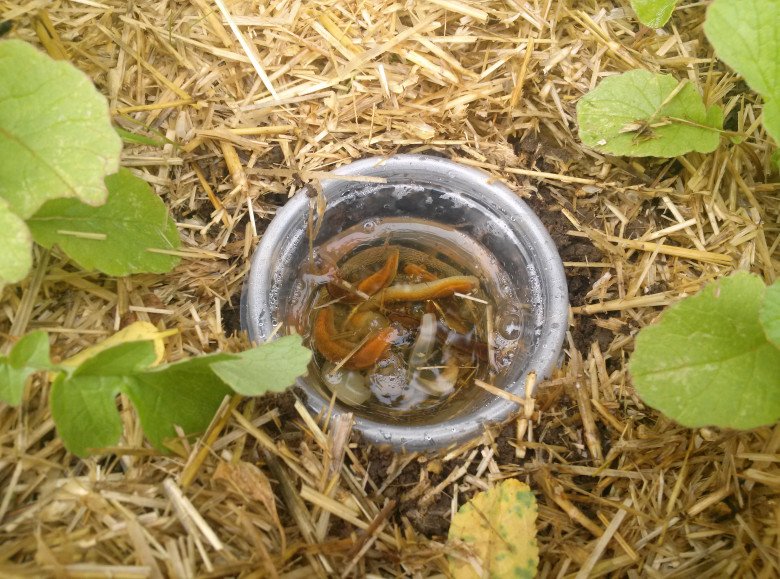 Coca là trợ thủ đắc lực để trồng cây, tôi tiếc hùi hụi vì không biết ...