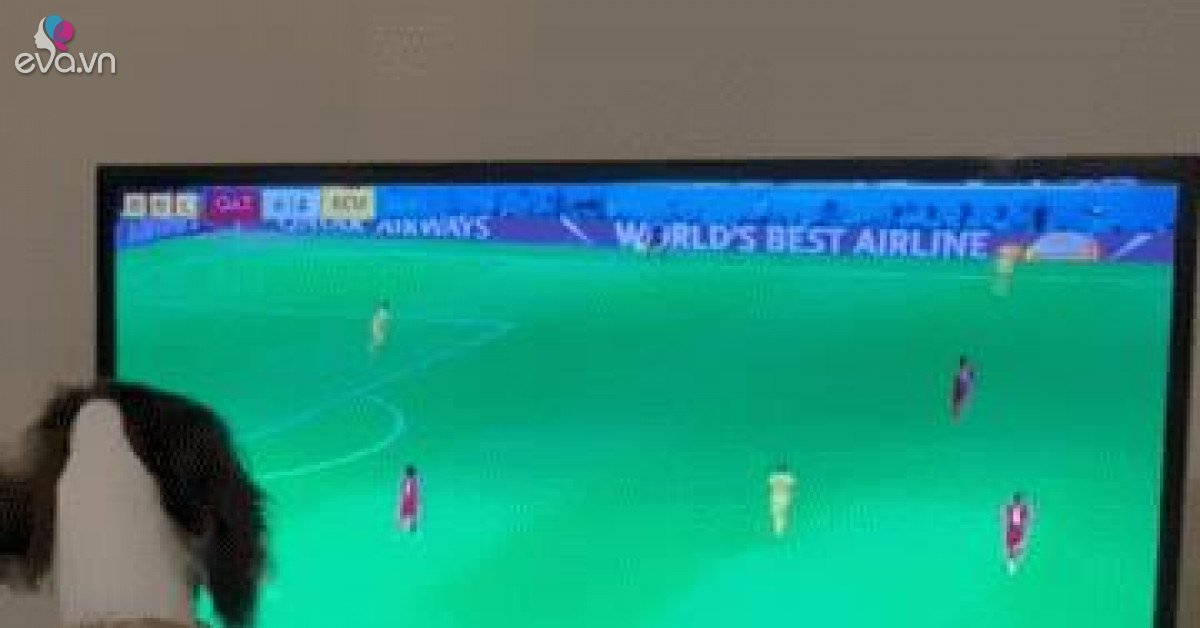 Clip: Chú chó hào hứng đuổi theo quả bóng quanh màn hình tivi