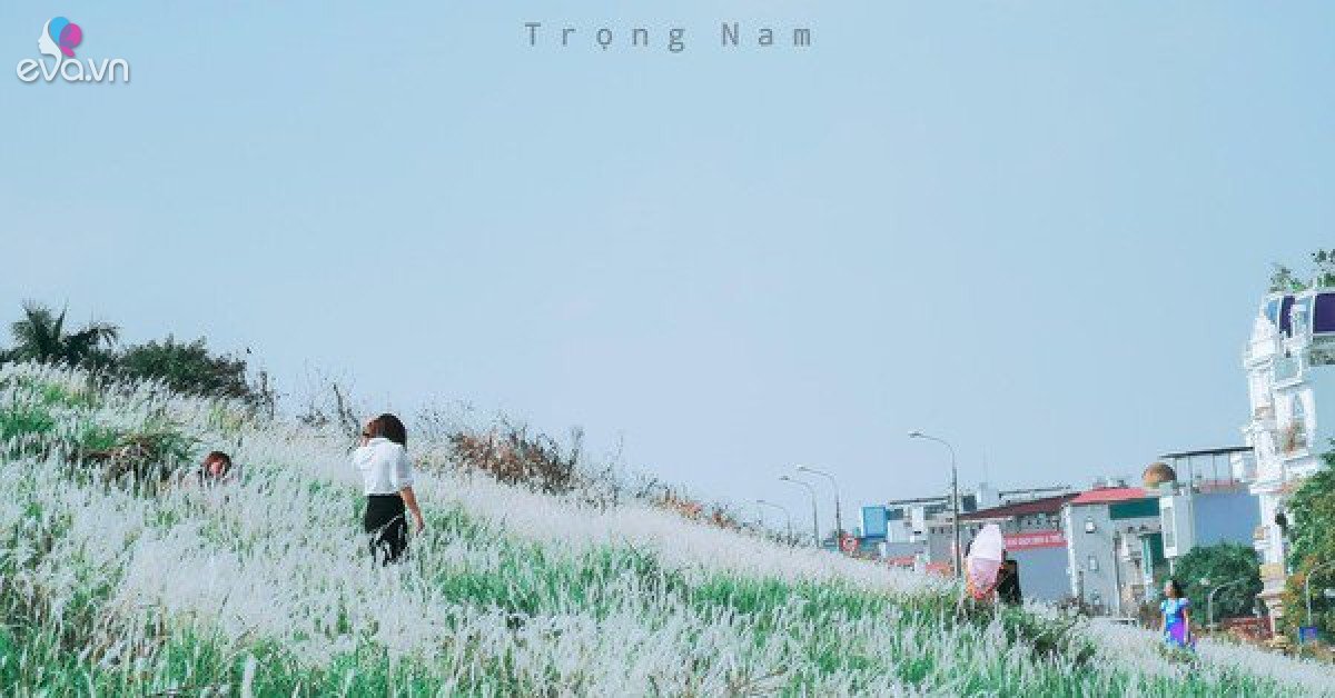 Triền đê Long Biên tràn ngập cỏ lau trắng muốt, giới trẻ Hà Nội xúng ...
