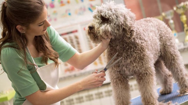 Mẹo vặt thú nuôi: Tổng hợp kiến thức chăm sóc thú cưng tốt nhất