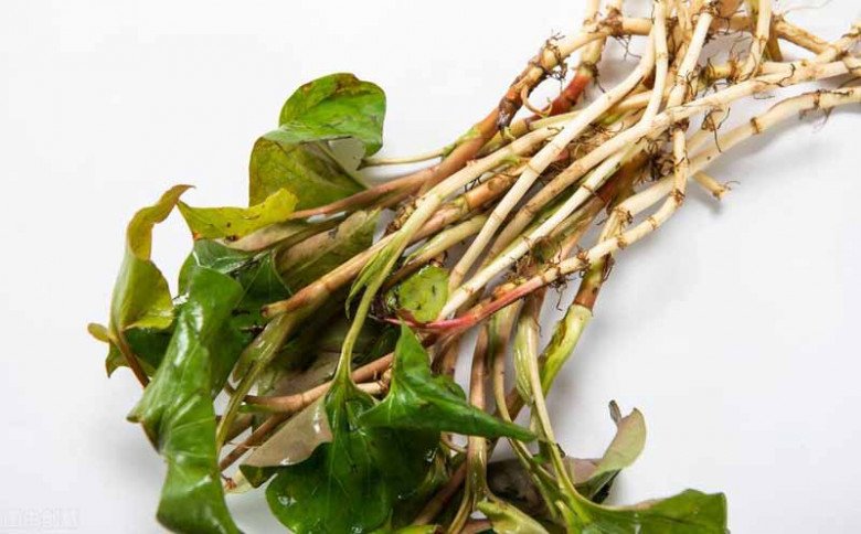Loại lá tanh ngòm rất giàu vitamin A, người Nhật ví như "rau giải độc ...