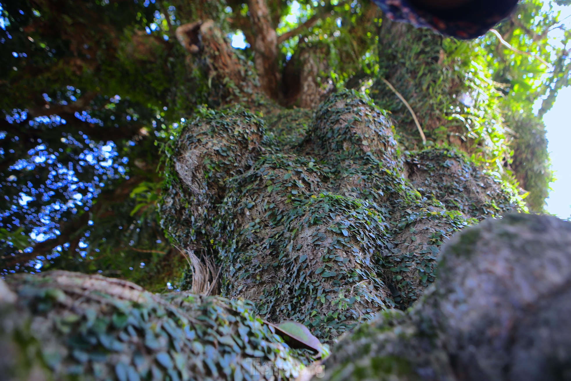 Cây trôi hàng trăm năm tuổi ở Hà Tĩnh