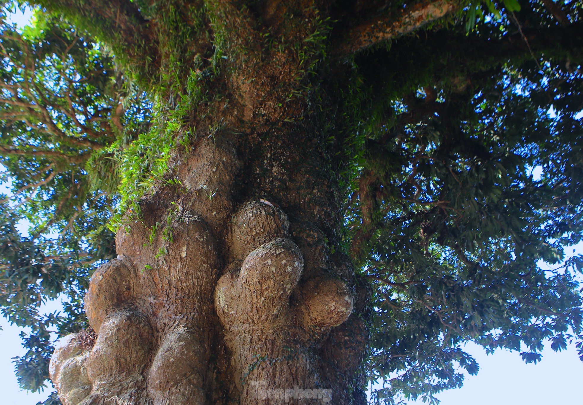 Cây trôi hàng trăm năm tuổi ở Hà Tĩnh