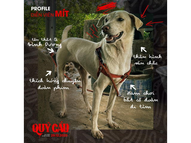 Chú chó Mít: Hành trình từ lò mổ đến ngôi sao điện ảnh phim kinh dị Việt